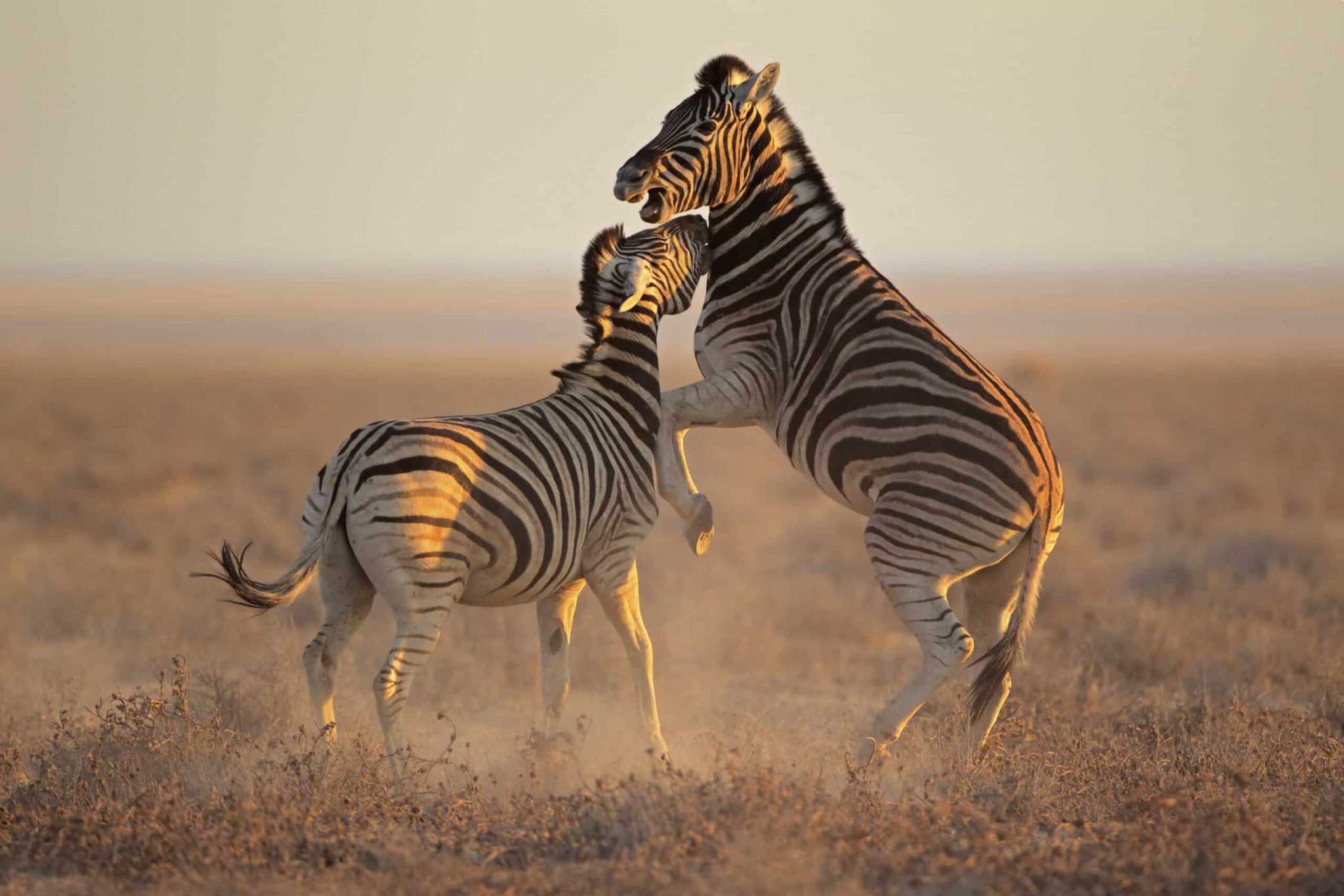 Steckbrief zum Zebra – Lebensraum, Verhalten & Artenschutz Steckbrief zum Zebra – Lebensraum, Verhalten & Artenschutz